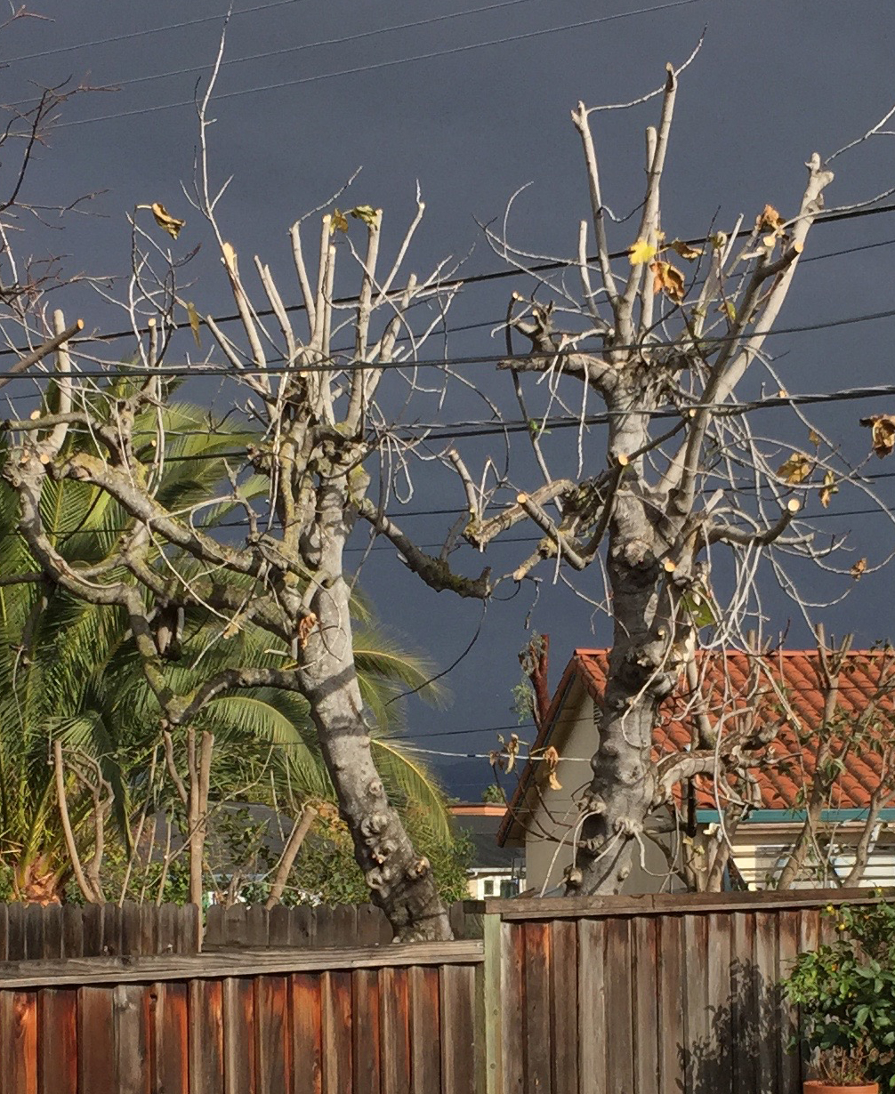 Trimmed | Brotherly Love