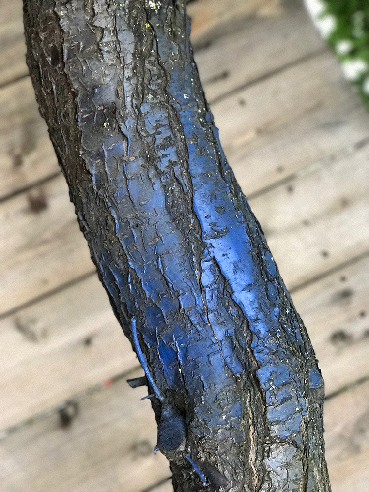Blue Trunk | Brotherly Love