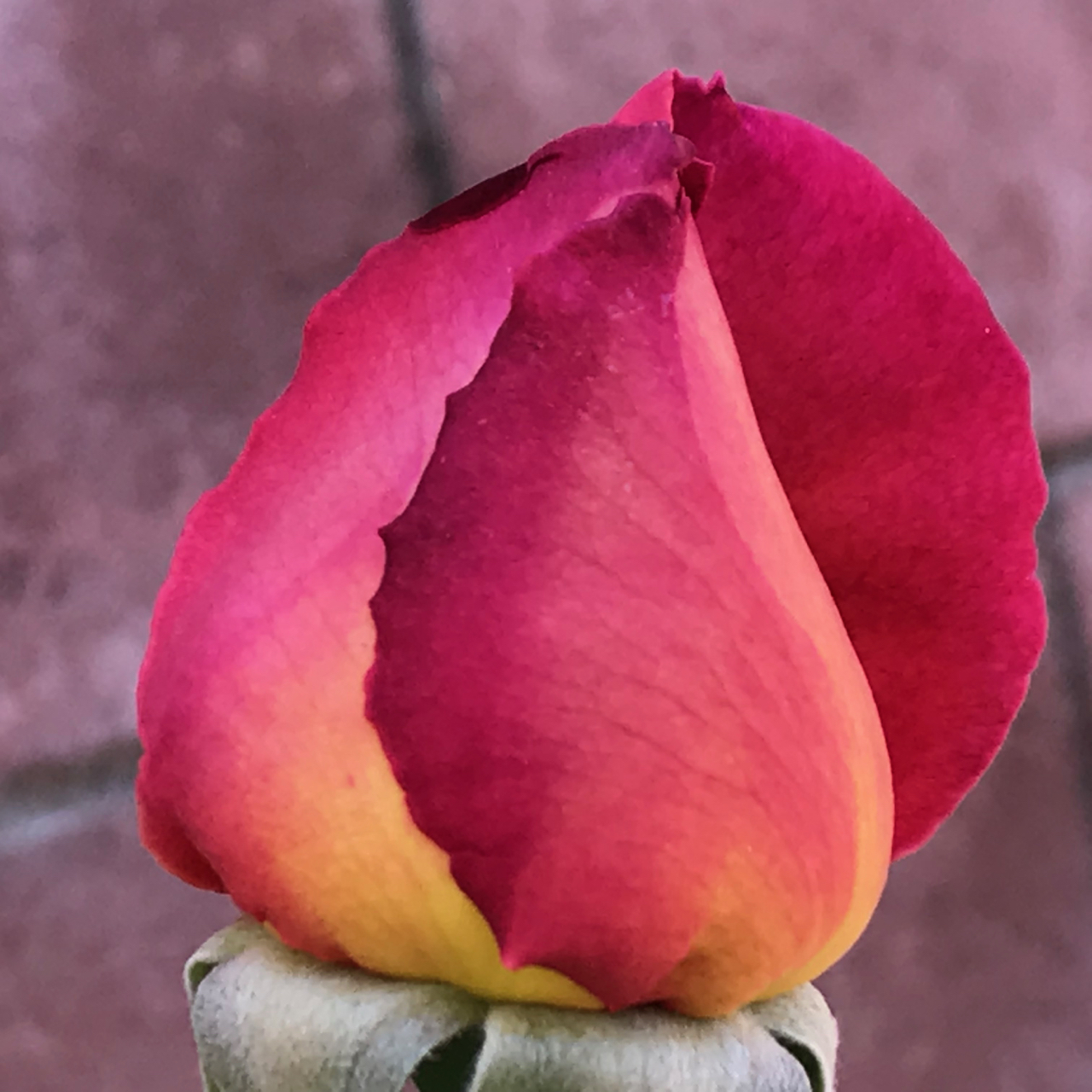 Rosebud | Brotherly Love