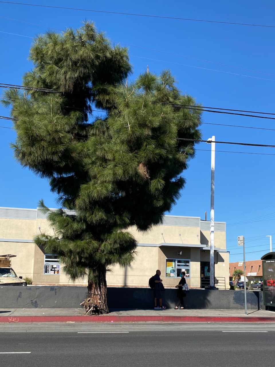 This Tree has been Around the Block | Brotherly Love