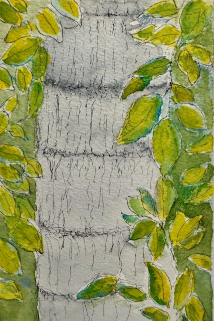 Meditation Series: (2/8) Tree Bark Textures, LA (2024)