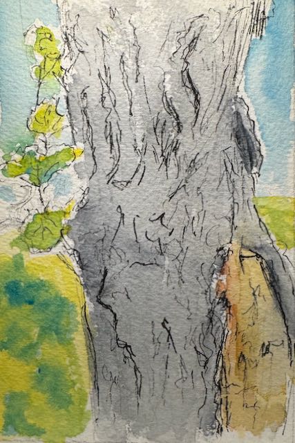 Meditation Series: (4/8) Tree Bark Textures, LA (2024)