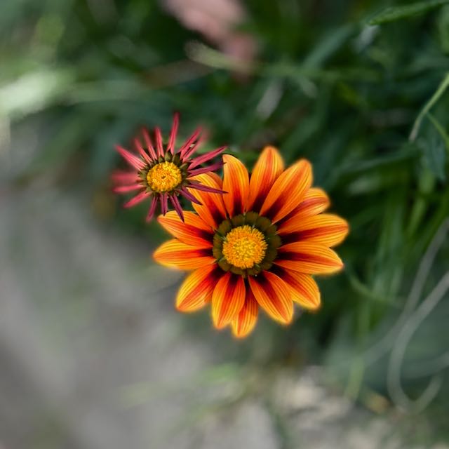 Street Photography: Little Beauties - Gazania Rigens, LA, 2026